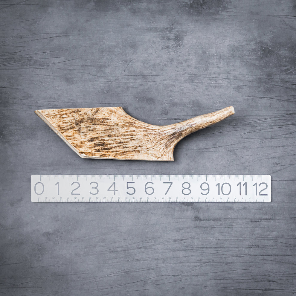 Moose Antler Whole Chew – Mountain Valley Antlers