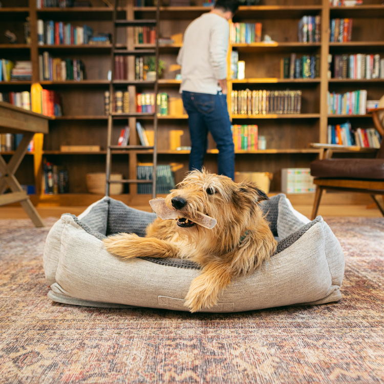 Moose Antler Whole Chew – Mountain Valley Antlers